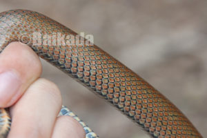 ジムグリ：Japanese wood-snake | へび図鑑