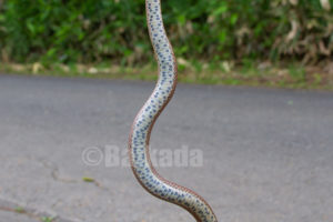 ジムグリ：Japanese wood-snake | へび図鑑