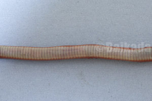 ジムグリ：Japanese wood-snake | へび図鑑