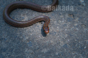 ジムグリ：Japanese wood-snake | へび図鑑